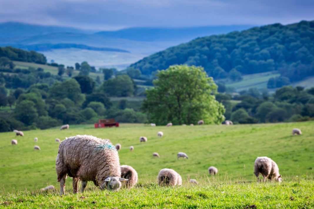 The Green Pastures of Psalm 23 – Caleb's Journal