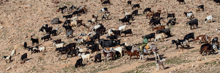 The Green Pastures of Psalm 23 – Caleb's Journal